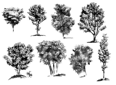 Drawing Trees With Pen And Ink At Alonzo Christensen Blog