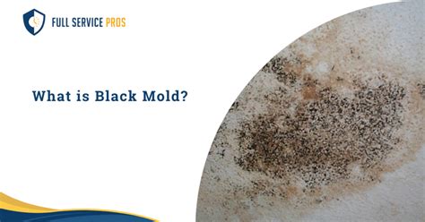 What Is Black Mold