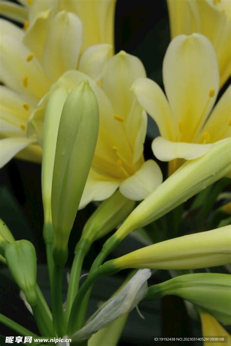 君子兰 摄影图花草生物世界摄影图库昵图网