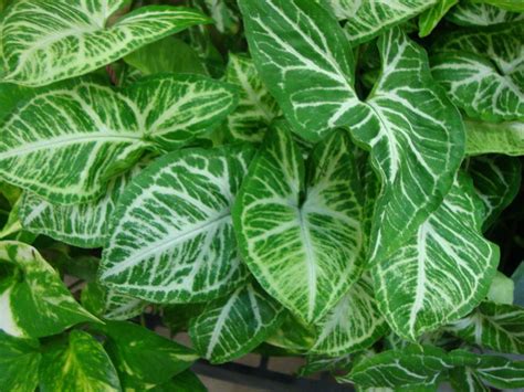 Photo Of The Entire Plant Of Arrowhead Plant Syngonium Podophyllum