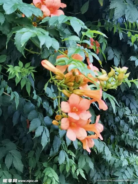 凌霄花盛开摄影图自然风景自然景观摄影图库昵图网