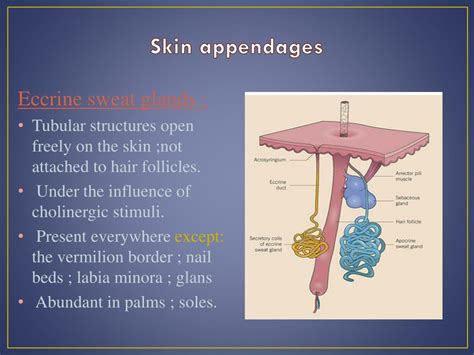 Ppt Introduction To Dermatology Powerpoint Presentation Free