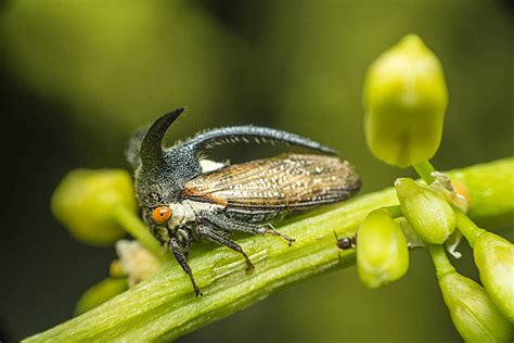 Treehopper Background Images Hd Pictures And Wallpaper For Free
