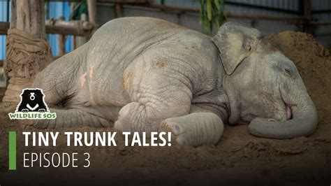Tiny Trunk Tales Episode 3 Youtube