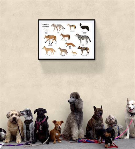 Canids Of The World Poster Etsy