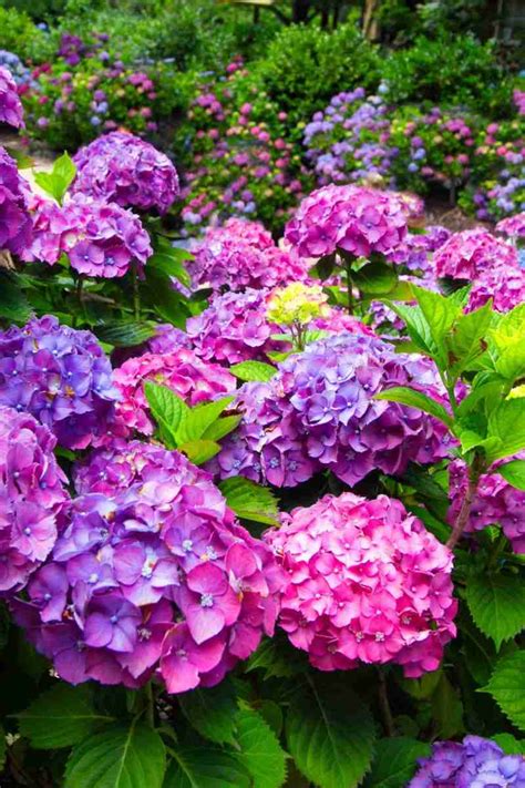 How To Use Coffee Grounds For Hydrangea Plants Hydrangea Love