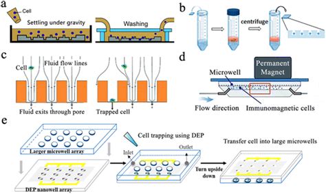Microwell Array Chip Based Single Cell Analysis Lab On A Chip Rsc
