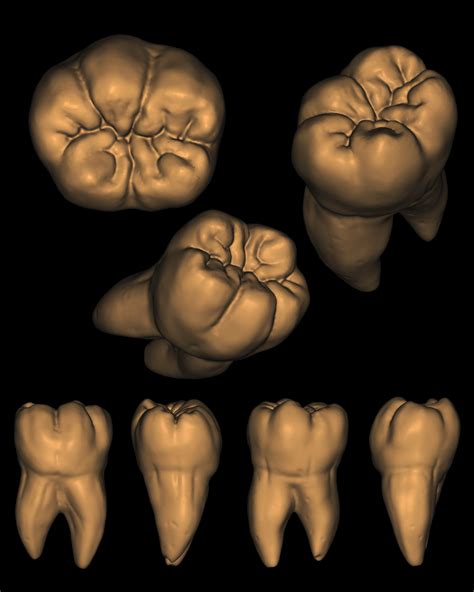 Stl File First Lower Molar With Roots・model To Download And 3d Print・cults