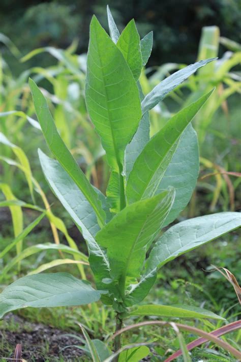 Tobacco Nicotiana Tabacum Seeds Organic Hawaii