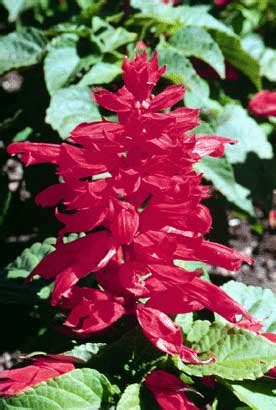 Red Salvia