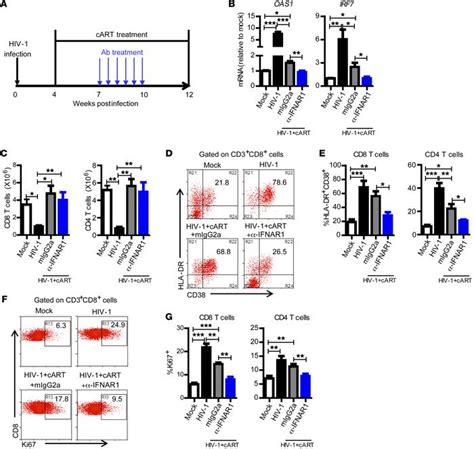 Jci Blocking Type I Interferon Signaling Enhances T Cell Recovery And