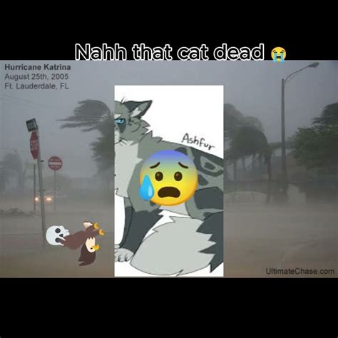 Bramblestar Getting Revenge Be Like 😭💀 Youtube