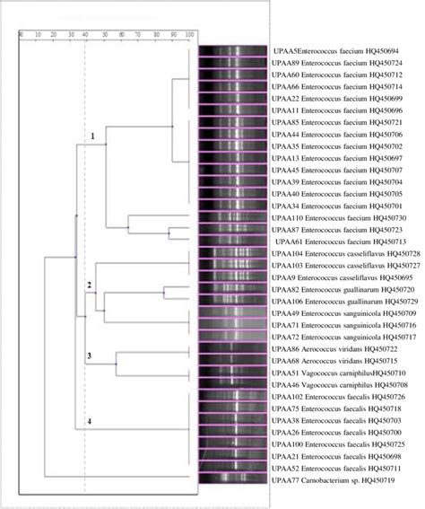 Rapd Pcr Patterns Of The Isolates Obtained By Using The Primers M13