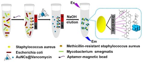 Dual Recognition Strategy For Specific And Sensitive Detection Of Bacteria Using Aptamer Coated