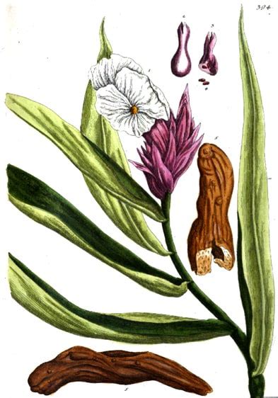 Costus Mu Xiang Free Medicinetraditions Medicine Traditions