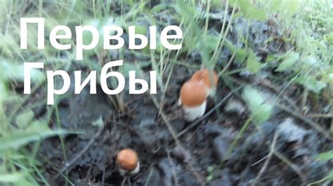Подосиновики, подберезовики, летние опята Первые Грибы - YouTube