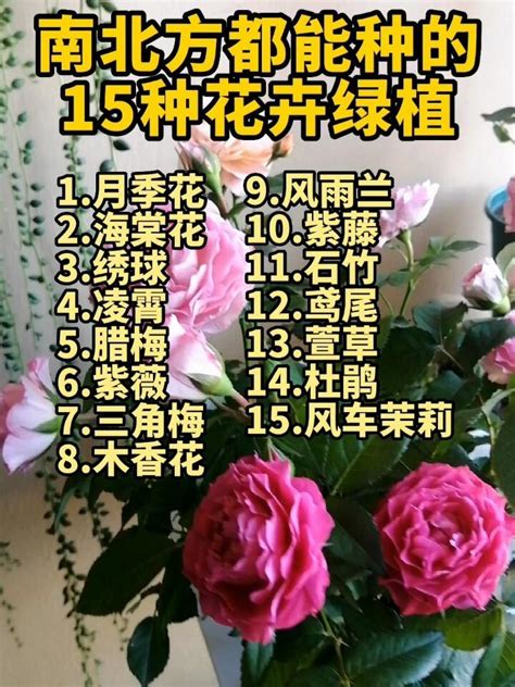 南北方都能种的15种花卉绿植 度小视