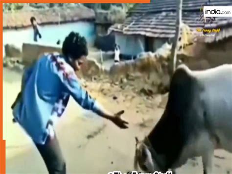 Wild Animal Video नशे में बैल को छेड़ने की गलती कर गया शख्स जानवर ने