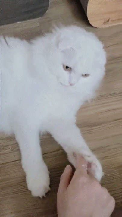 멈춰🖐귀여우면 귀엽다고 그냥 말을해라냥~☹️자꾸 나의휴식을 방해하면 손꾸락에 빵꾸내버린다냥😈 Youtube