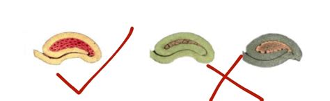 How To Crimp Flag Terminals In A Simple Way