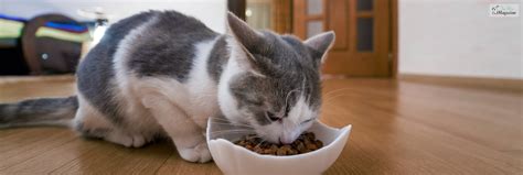 Find Out When Can Kittens Eat Dry Food