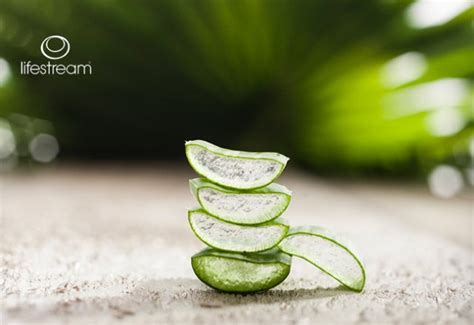 Uncovering The Health Benefits Of Aloe Vera Australian Natural Health Magazine
