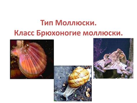 Тип Моллюски Класс Брюхоногие моллюски Online Presentation
