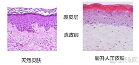 1个平台15款器械60种化妆品依托再生医学磐升瑞祥布局再生医美 动脉网
