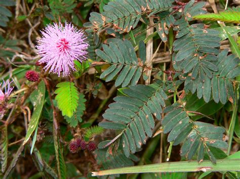 Sensitive Weed Common Sensitive Plant Central Qld Coast Landcare Network