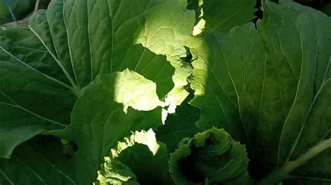 Повне фіаско і провал з пекінкою Youtube