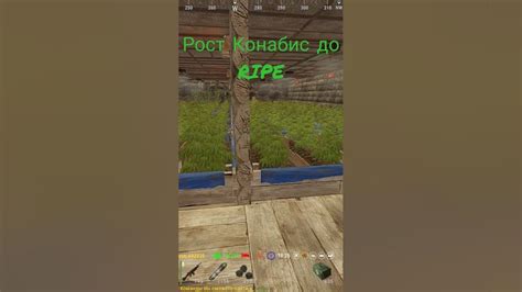 КАК РАСТЕТ ТКАНЬ🤔🤔🤔 Rust фермер раст Youtube