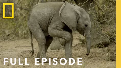 Follow An Elephant Calf In Its First Year Of Life Full Episode Happy
