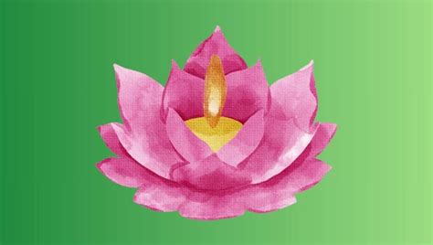 Lotus Flower Meaning Symbolism Facts And History Budmaze