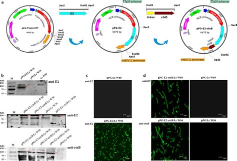 Construction Of The Recombinant Lactobacillus Strains And Download Scientific Diagram