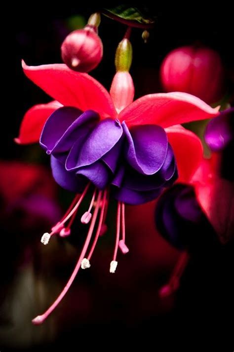 Color Story: Fuchsia | Beautiful flowers, Fuchsia flowers, Flowers nature