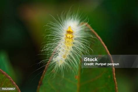 Cacing Putih Di Daun Foto Stok Unduh Gambar Sekarang Alam Alamiah