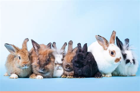 Combien de races de lapins existe t il dans le monde Mise à jour