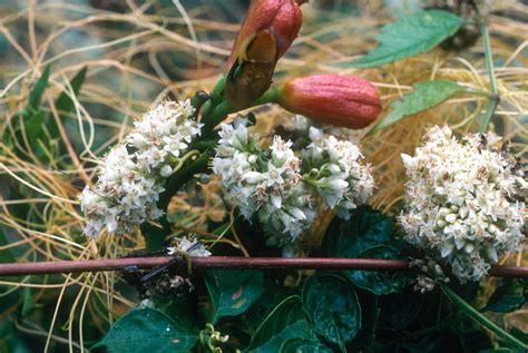 Cuscuta Cuspidata A Habit Note Loose Panicles Of Flowers On