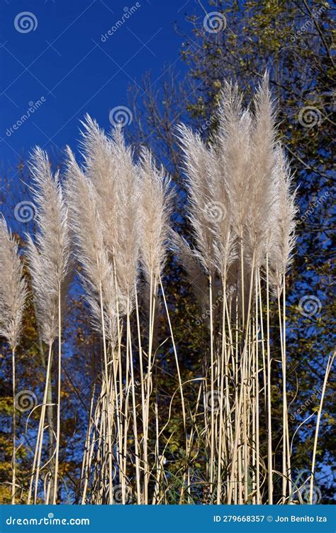 The Pampas Grass Flowers Cortaderia Selloana A Very Common Invasive