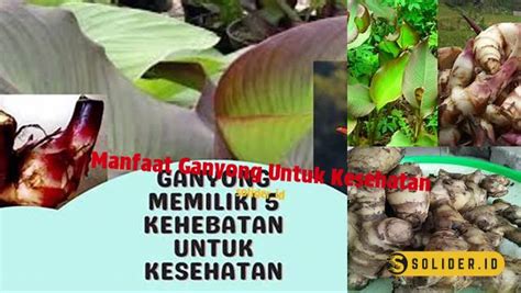 Temukan Manfaat Ganyong Yang Jarang Diketahui Untuk Kesehatan Solider