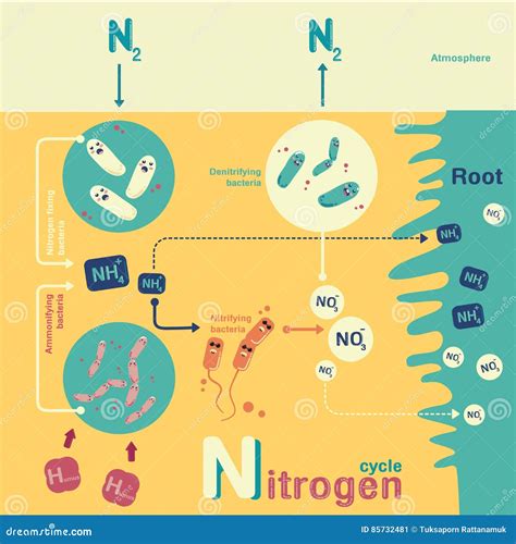 Nitrogen Cycle Cartoon Vector 85732481