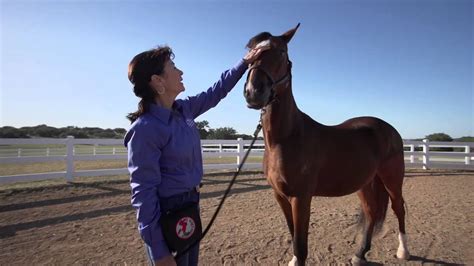 Horse Training Videos Teaching A Horse To Come When Called Youtube
