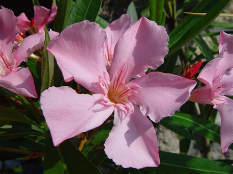 Nerium oleander