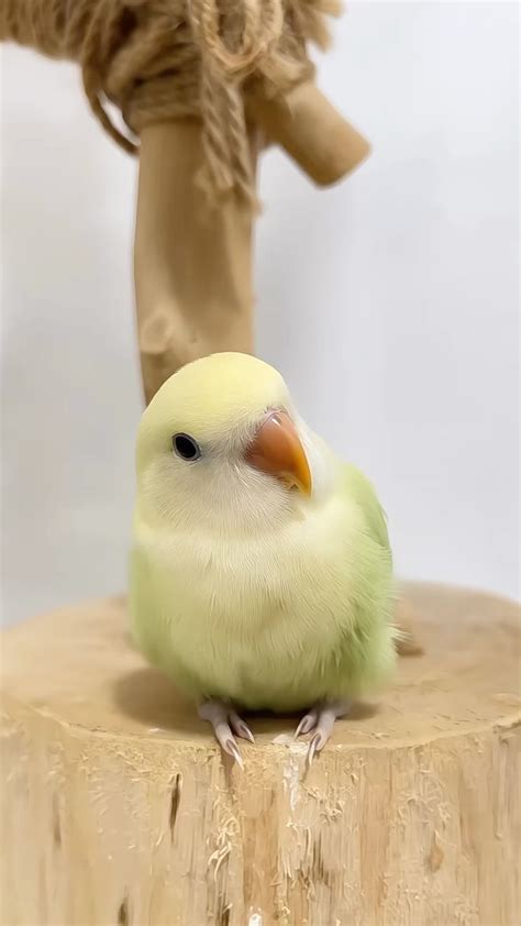 Hoshino Yasu カワイイ オウム ペット タイハクオウム 鳥 インコ キバタン インコスタグラム インコ部