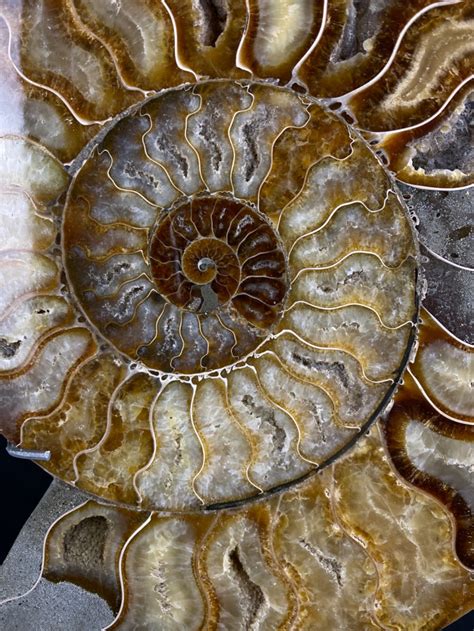 Giant Ammonite Fossil