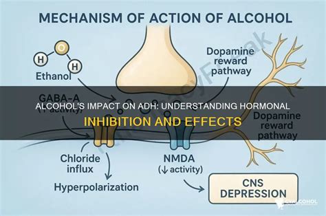 Alcohols Impact On Adh Understanding Hormonal Inhibition And Effects