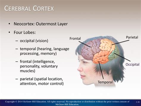 Chapter Overview Nervous System Organization Neurons And Communication