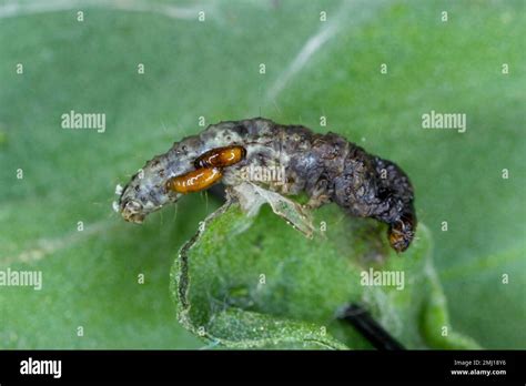 Moth Caterpillar Killed By Larvae Of Tachinid Fly Tachinidae Sp