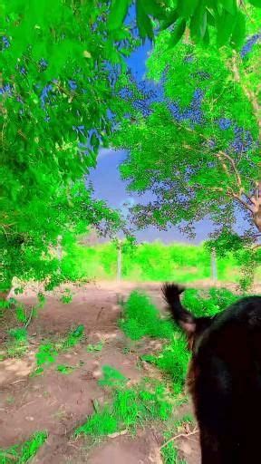 Village Life In Pakistan Video Nature Background Images Kisan