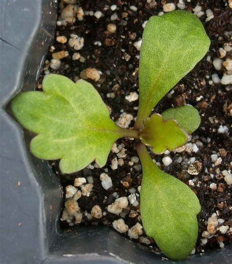 Shasta Silver Princess Daisy Chrysanthemum Maximum Applewood Seed